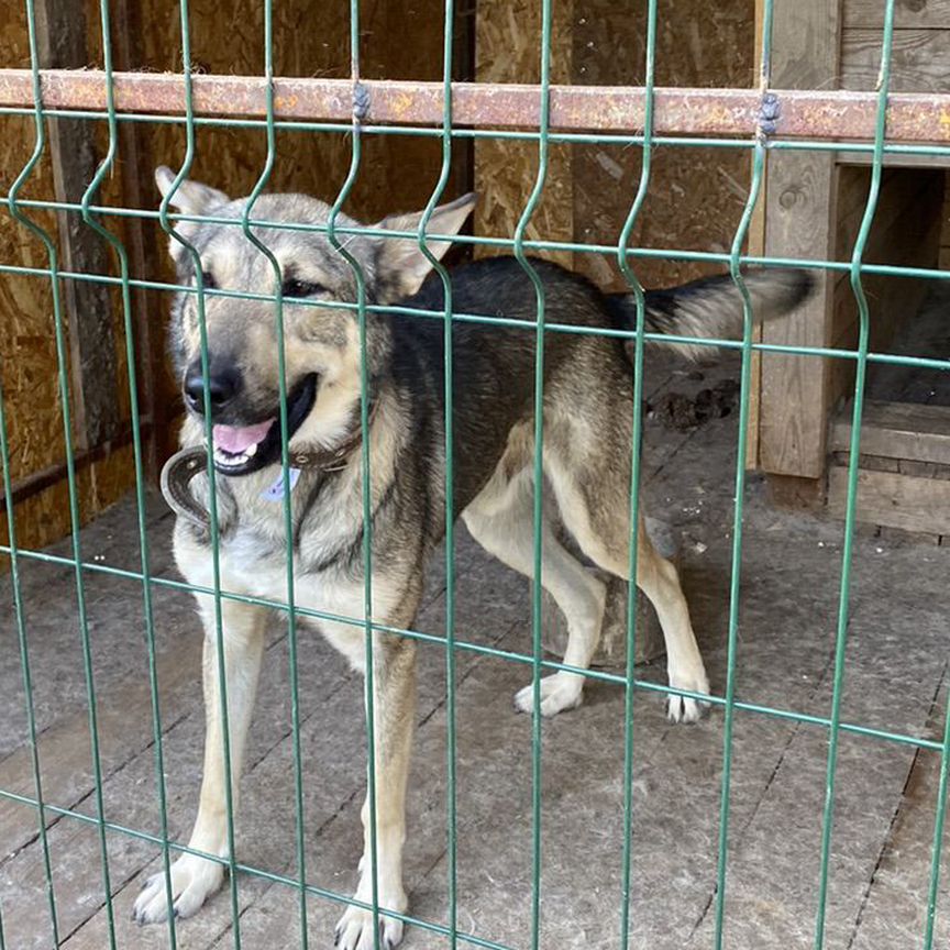 Настоящий волкособ