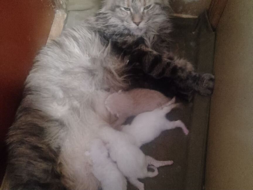 Кот Мейкун