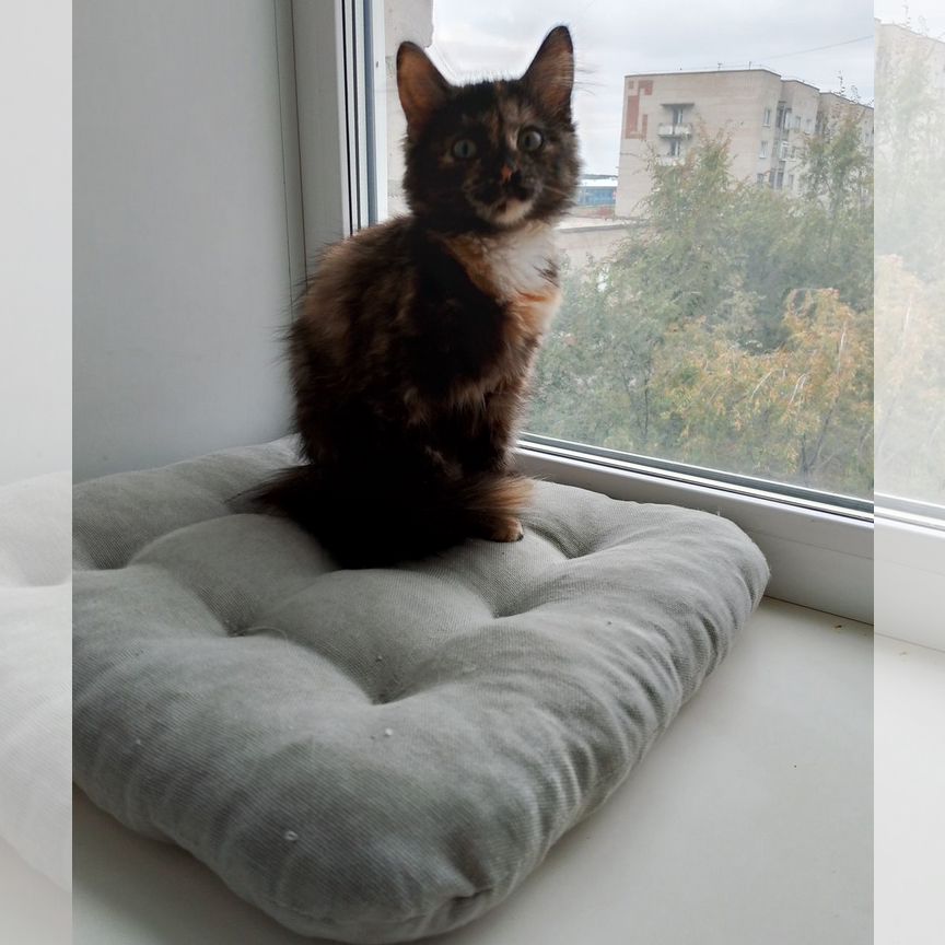 Отдам бесплатно кошечку доброму человеку