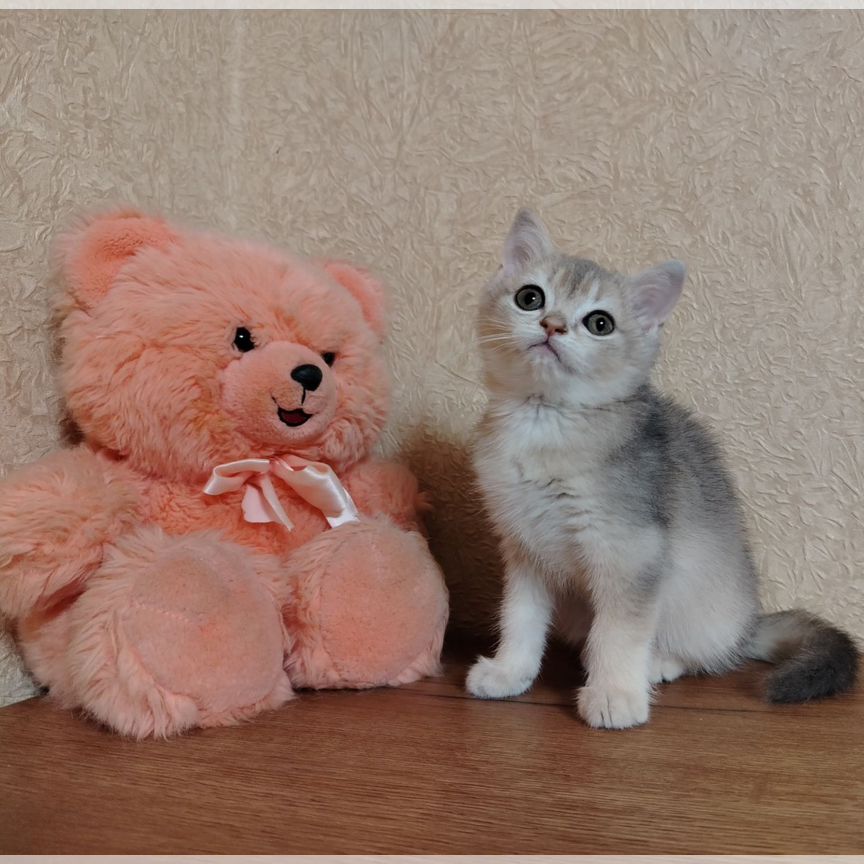 Британский короткошёрстный котёнок