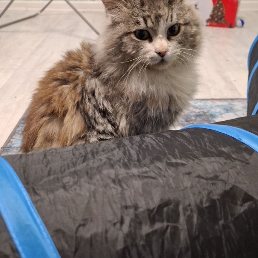 Кот в добрые руки