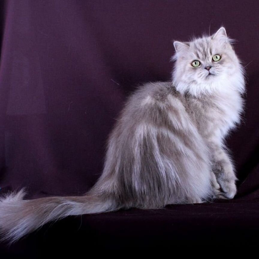 Отдам в добрые руки шотландскую кошку