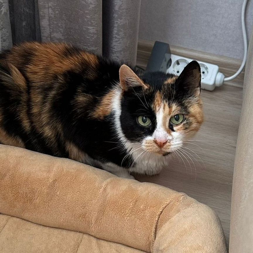 Кошка последний шанс