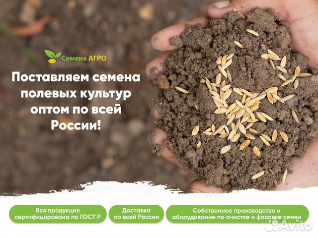 Семена овсяницы красной опт купить в Москве | Товары для дома и дачи ...