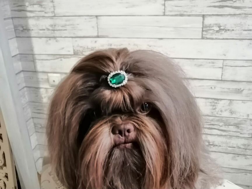 Ши-тцу вязка