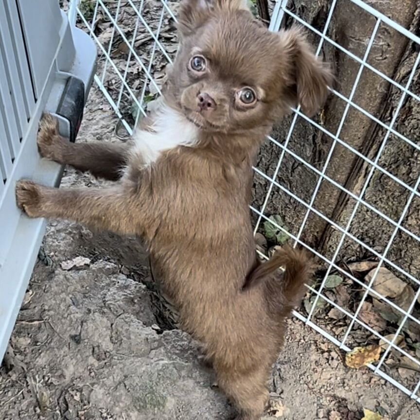 Шоколадная красотка