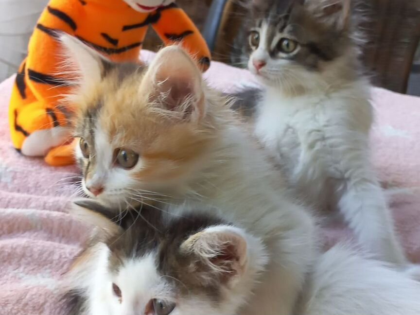 Кошка