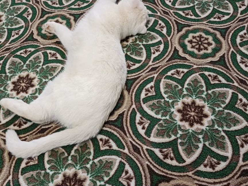 Вязка с скоттиш фолд