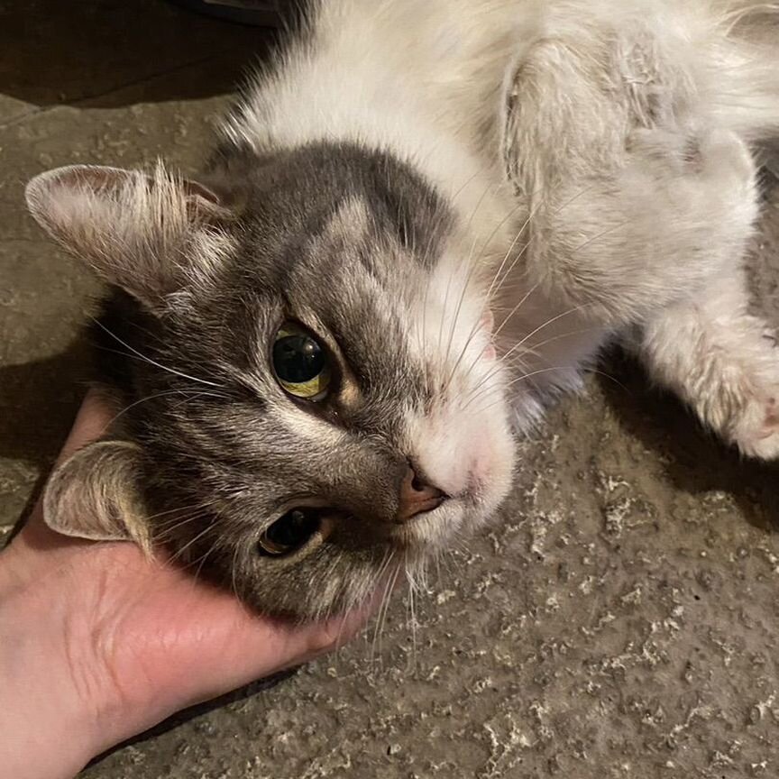 Кошка в добрые руки