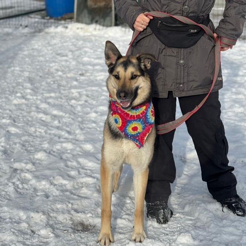 Молодая собачка Джейна ищет дом