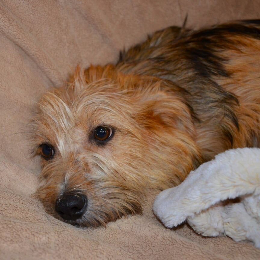 Собака в дар Марта