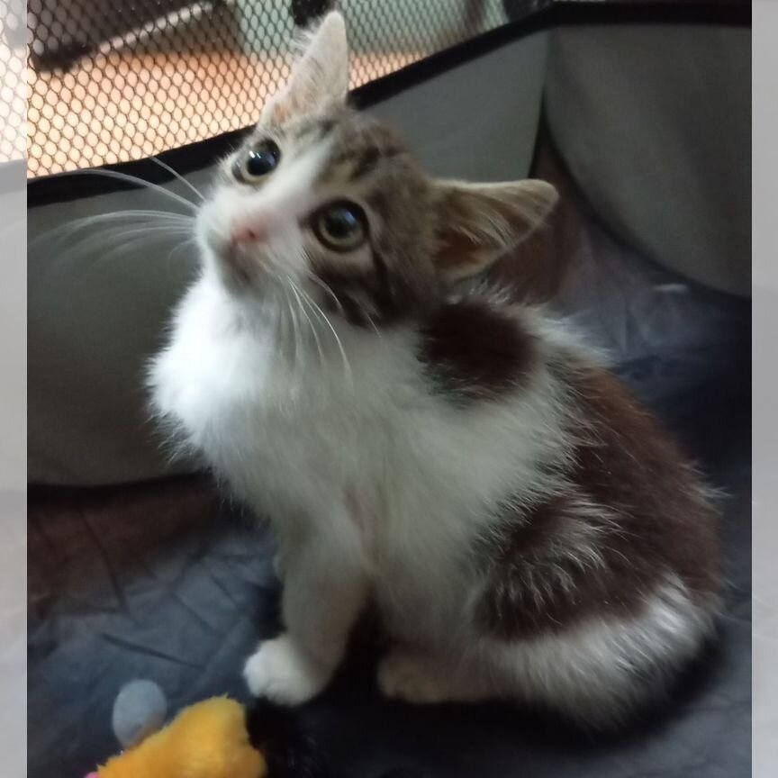 Кошки в добрые руки бесплатно