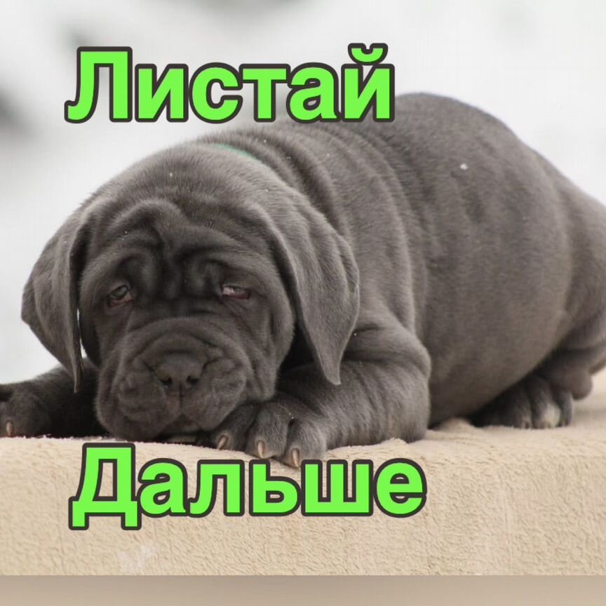 Мастино девочка