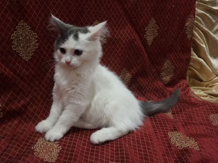 Котенок Ронни ищет любящих хозяев