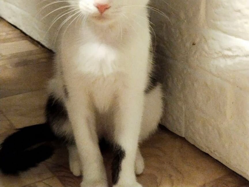 Ласковый котёнок, девочка четыре месяца