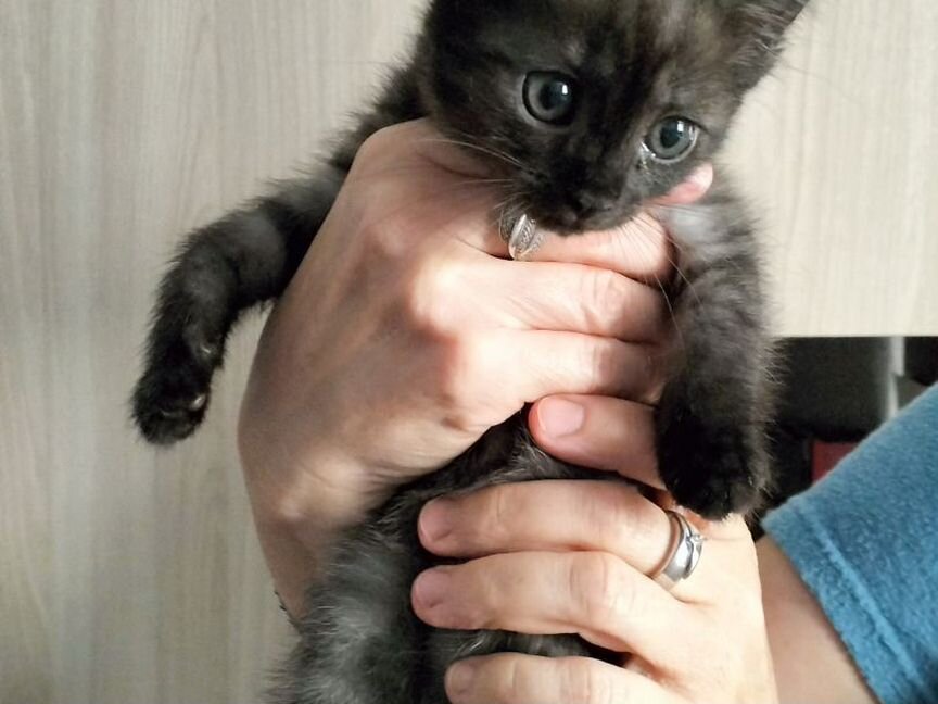 Отдам в добрые руки маленькую кошечку