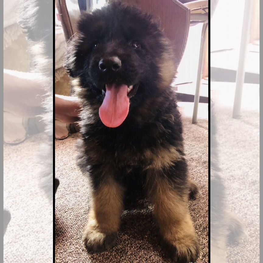 Немецкая овчарка, щенок