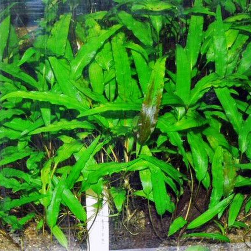 Криптокорина Вендта