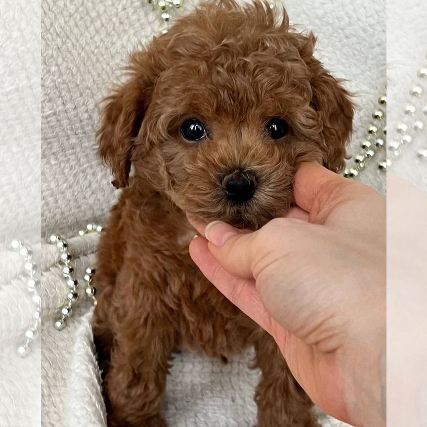 Мальтипу мальчик,карамельный