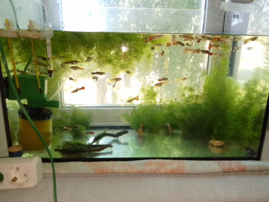 Аквариумные рыбки