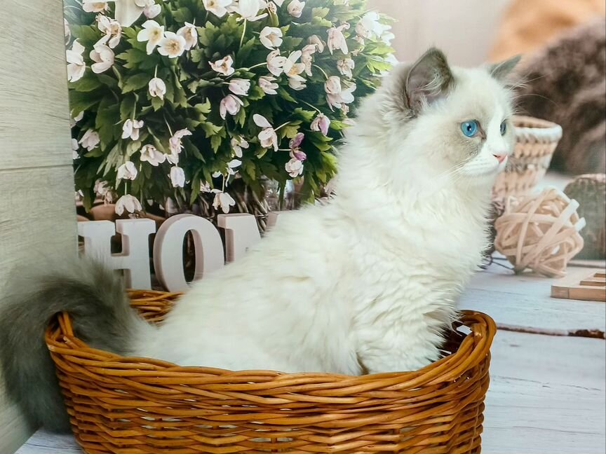 Прекрасный котенок рэгдолл со всеми документами