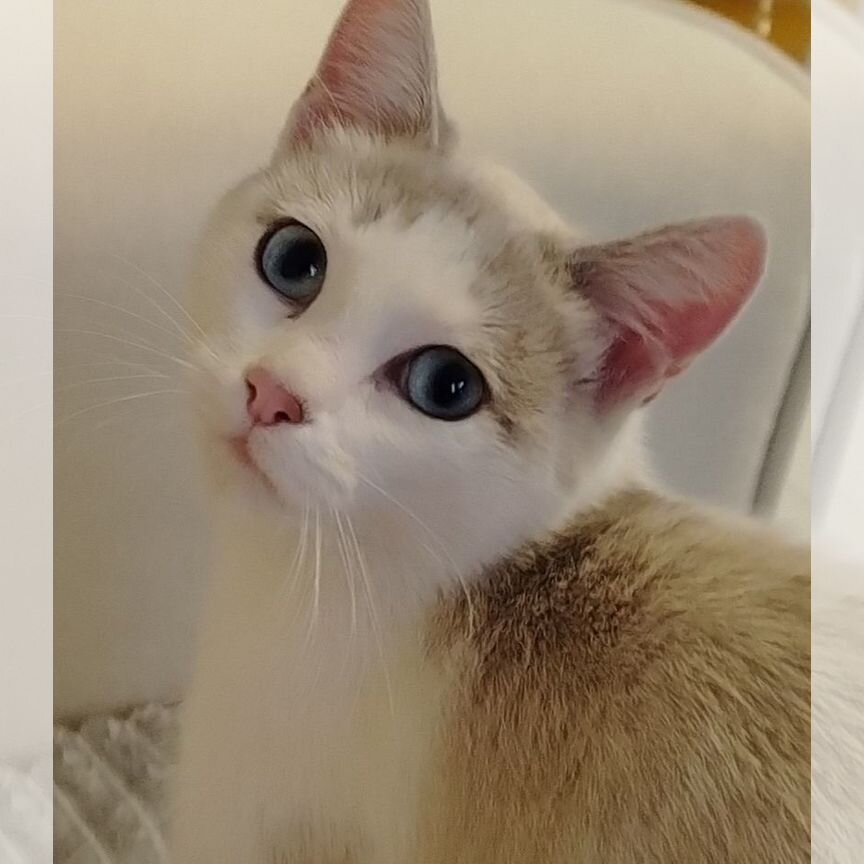 Взрослая кошка в добрые руки