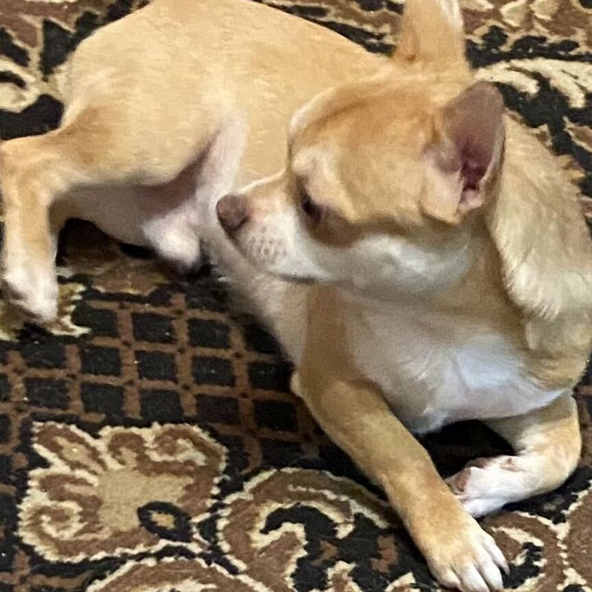 Чихуахуа, щенок