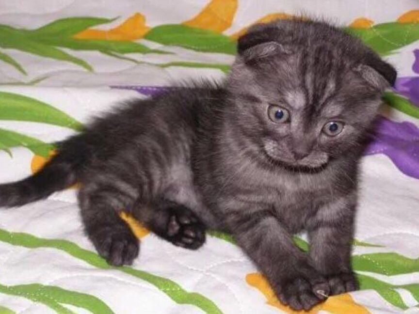 Котенок Гуччи