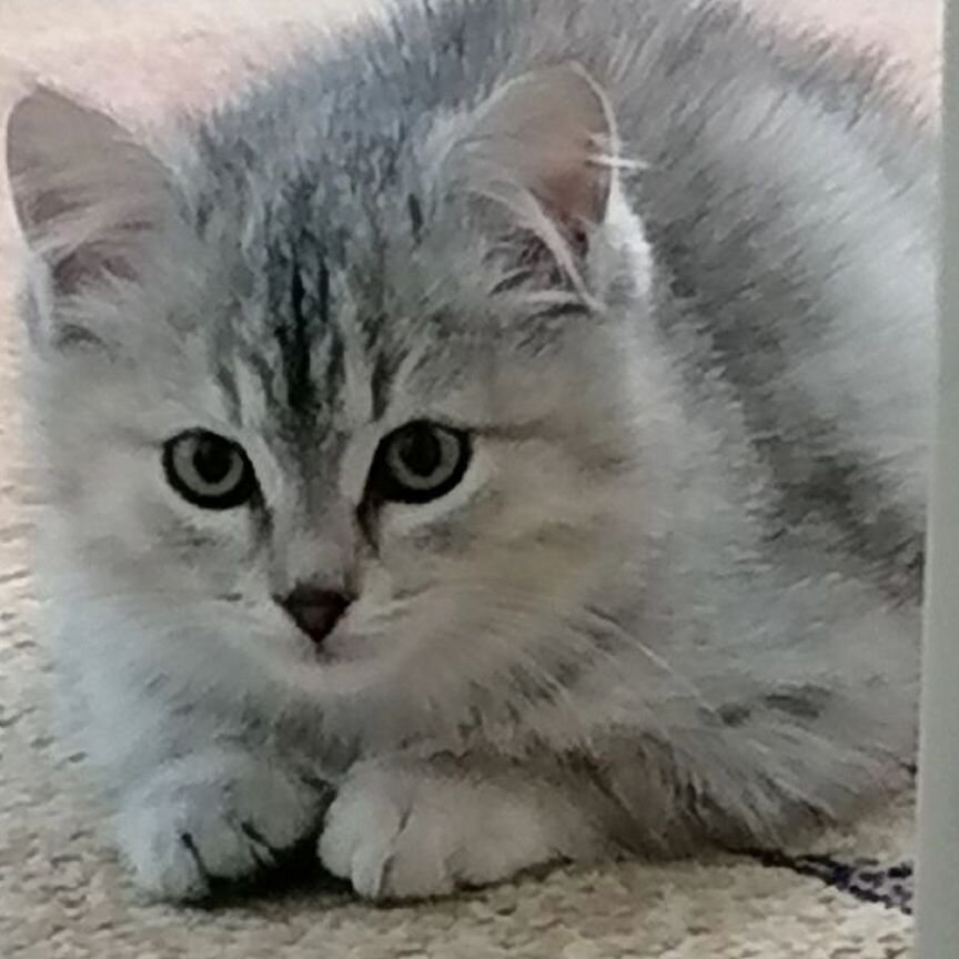 Котята помесь бесплатно