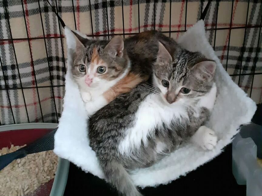 Котенок 2-3 месяца