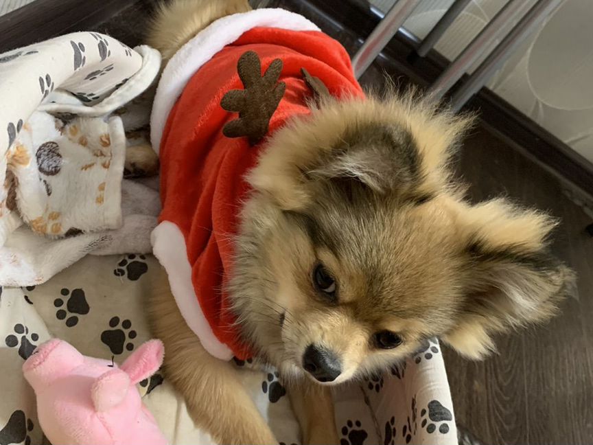 Помчи вязка