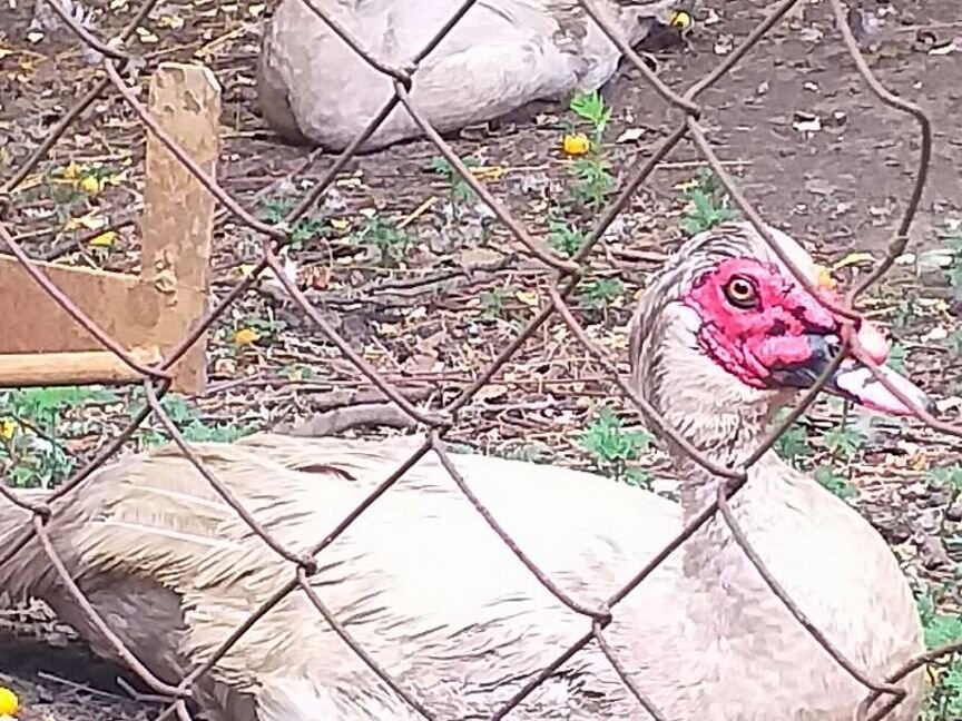 Мускусные утята Лаванда