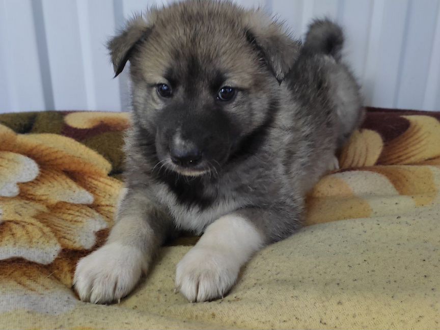 Собака Западно - сибирская лайка, 1 месяц