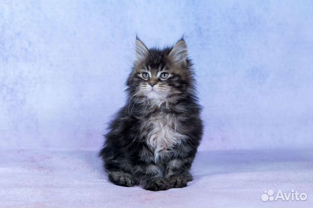 Курильский бобтейл мальчик