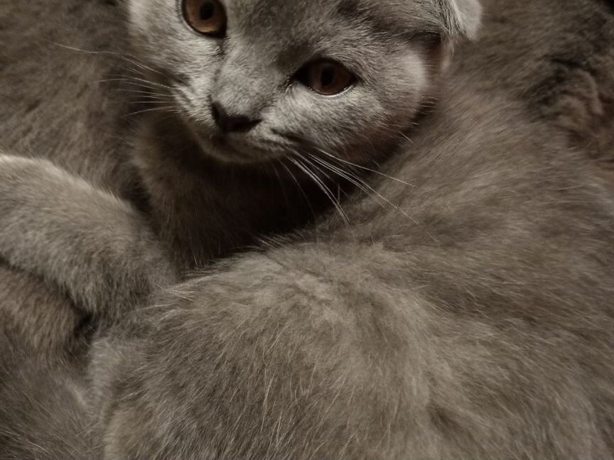 Британская вислоухая кошечка