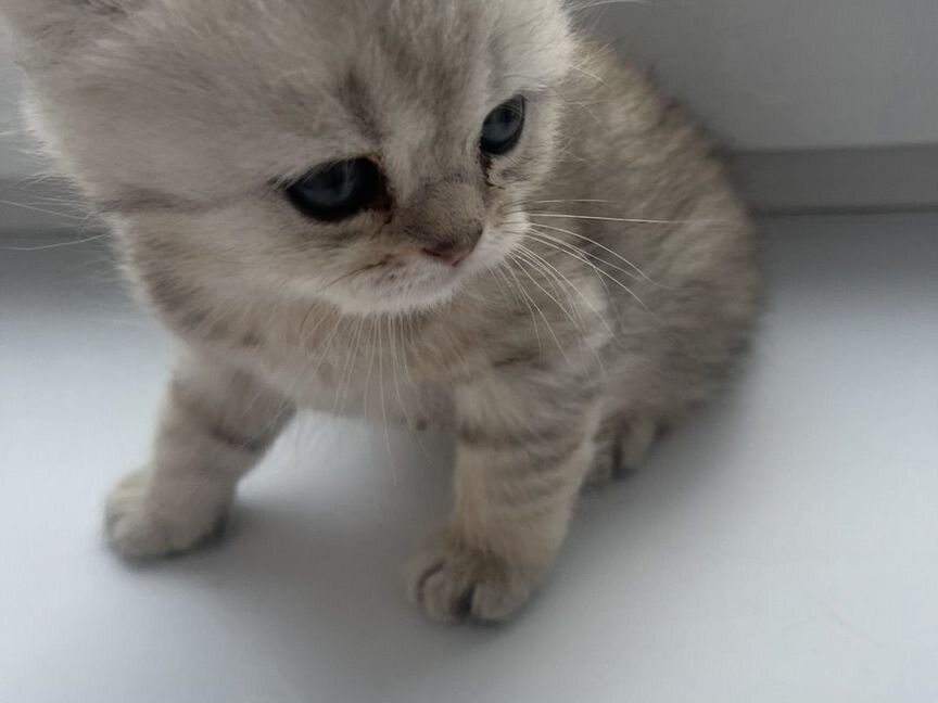 Серебряная шиншила кот
