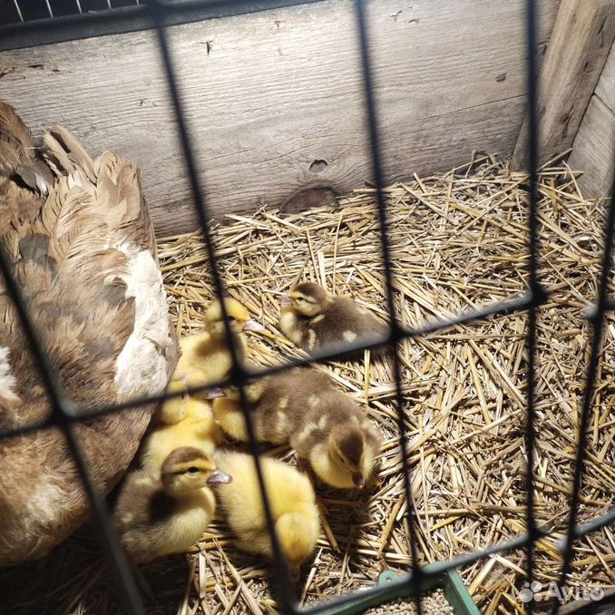 Мускусные утята