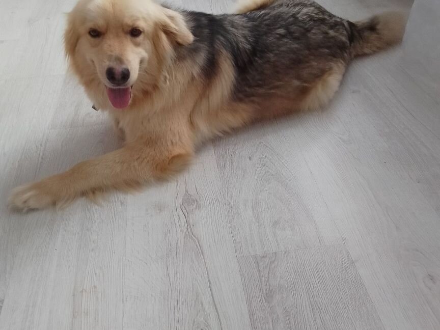 Отдаю щенков