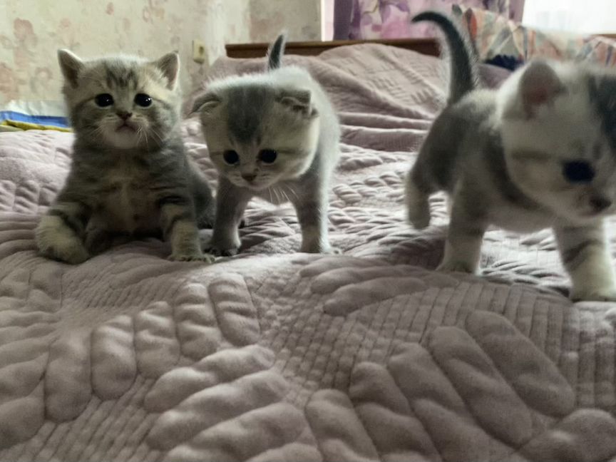 Котята шотландские