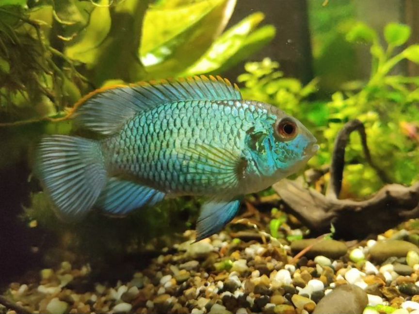 Рыбка аквариумная наннакара