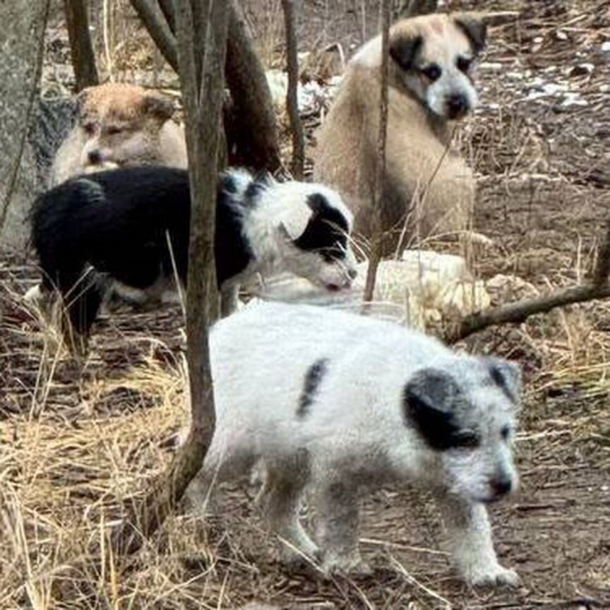 Коротколапые щенки