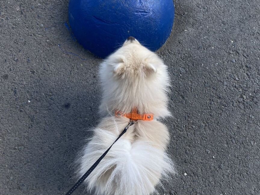 Случка шпиц