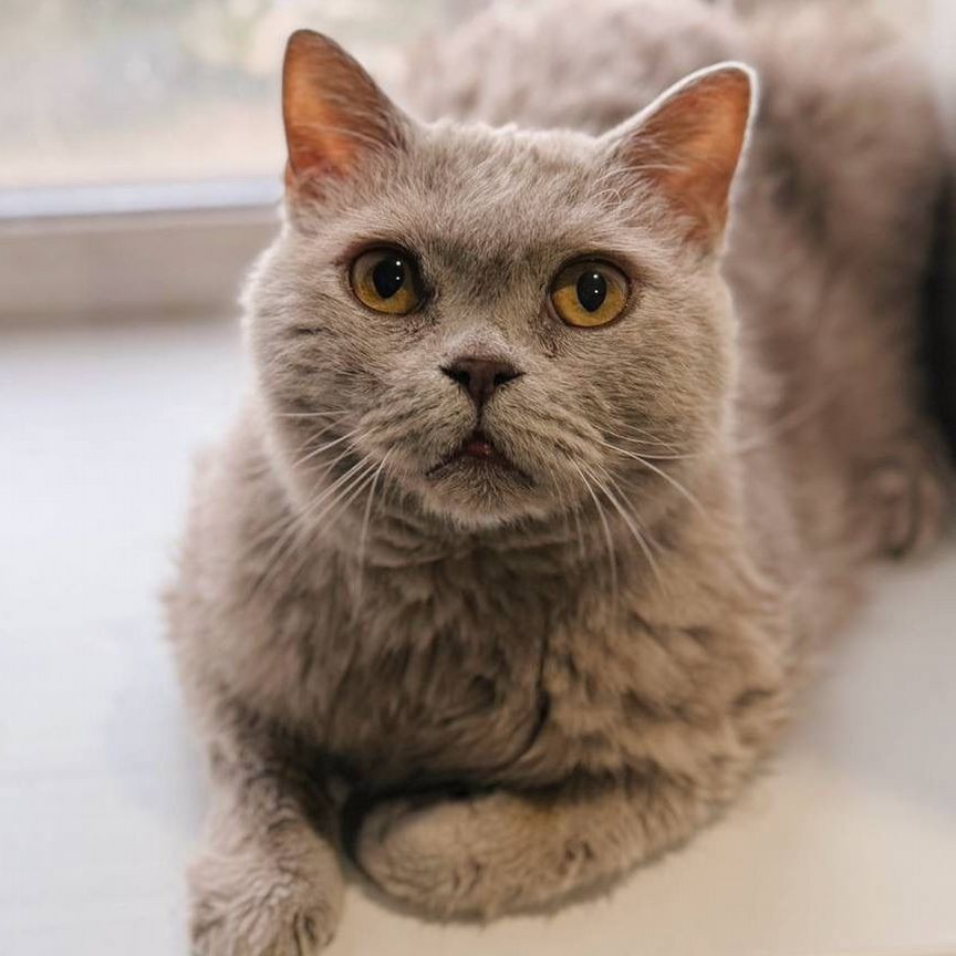 Британский котик в добрые руки