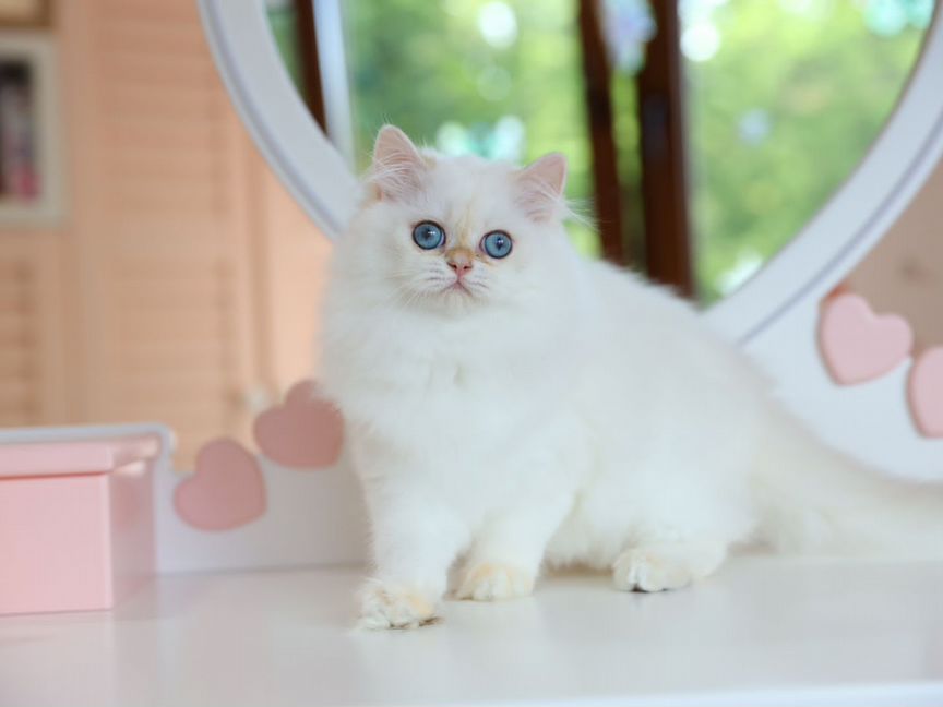 Британская шиншилла ny 12 33