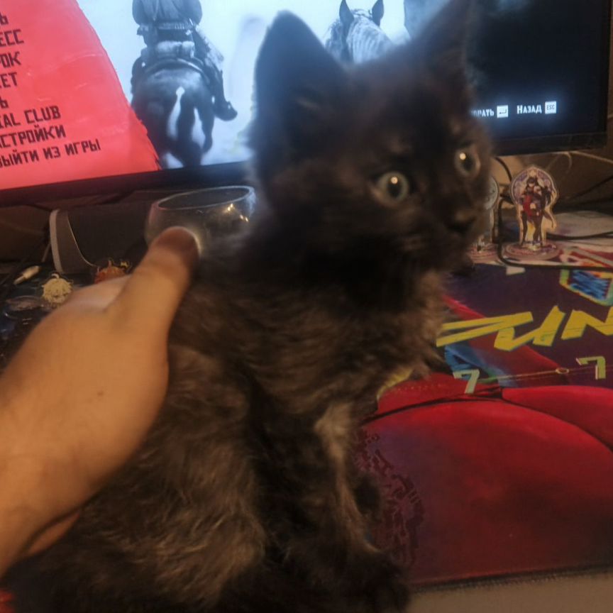 Мейн-кун котёнок