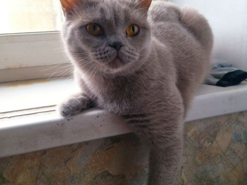 Британская кошка