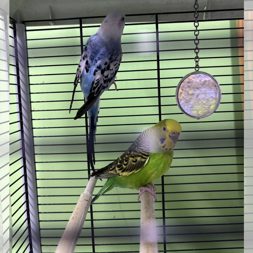 Попугай вместе с клеткой