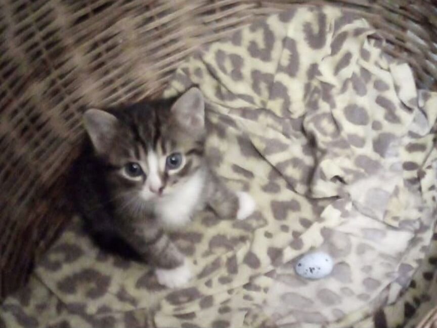 Котёнок, 2 месяца