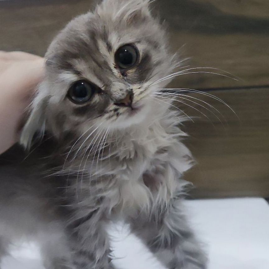 Котёнок в добрые руки