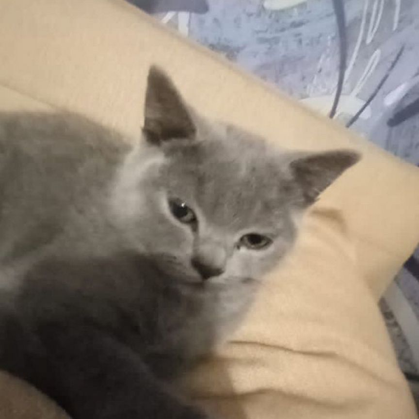Британские котята